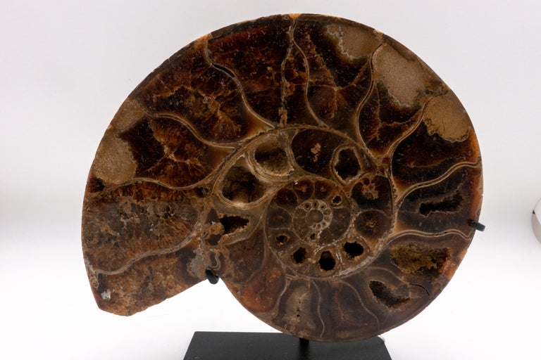 Mounted Ammonite at 1stDibs