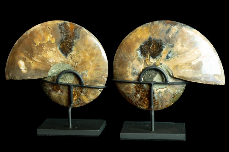 Mounted Ammonite 5" Pair at 1stDibs