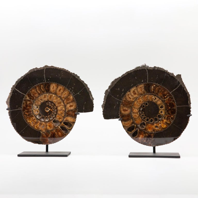Mounted Black Pyrite Ammonite Pair at 1stDibs | pyrite ammonite for ...