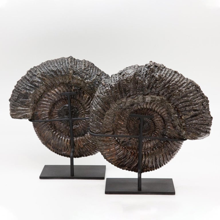 Mounted Black Pyrite Ammonite Pair at 1stDibs | pyrite ammonite for ...