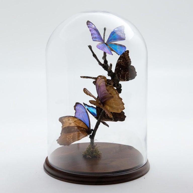 Mounted Blue Butterflies in Glass Dome at 1stDibs