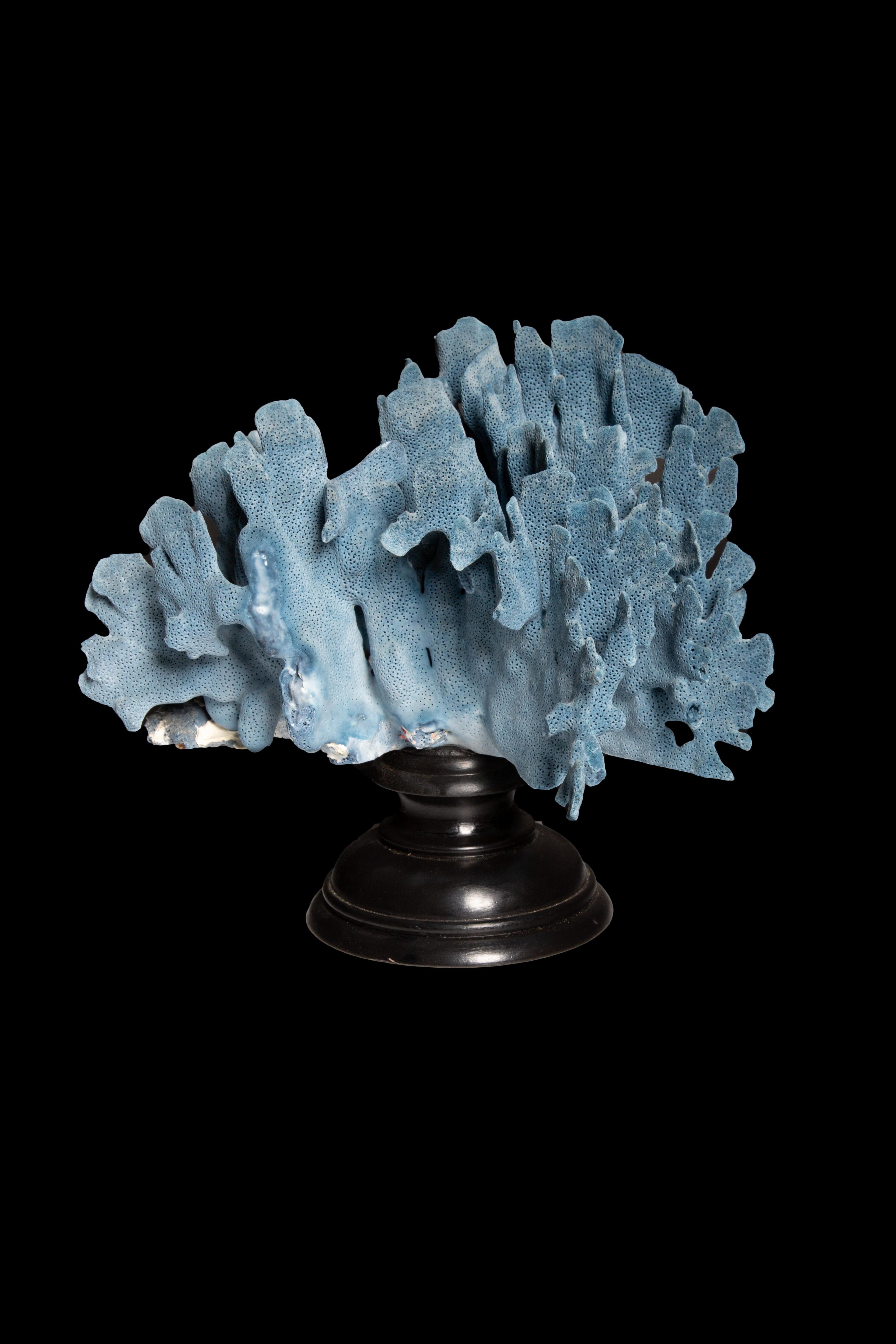 Mounted Blue Coral For Sale at 1stDibs