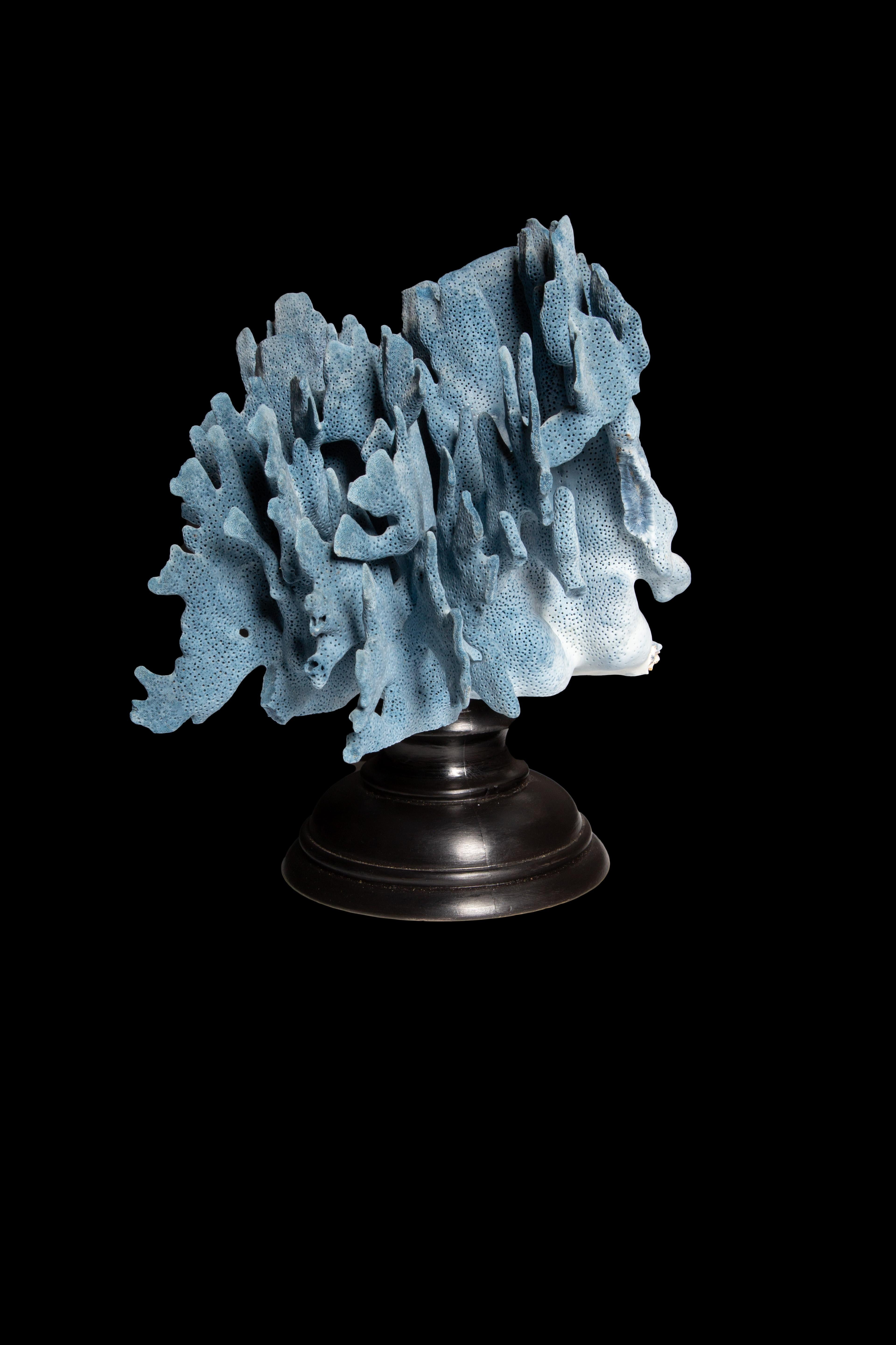 Mounted Blue Coral For Sale at 1stDibs