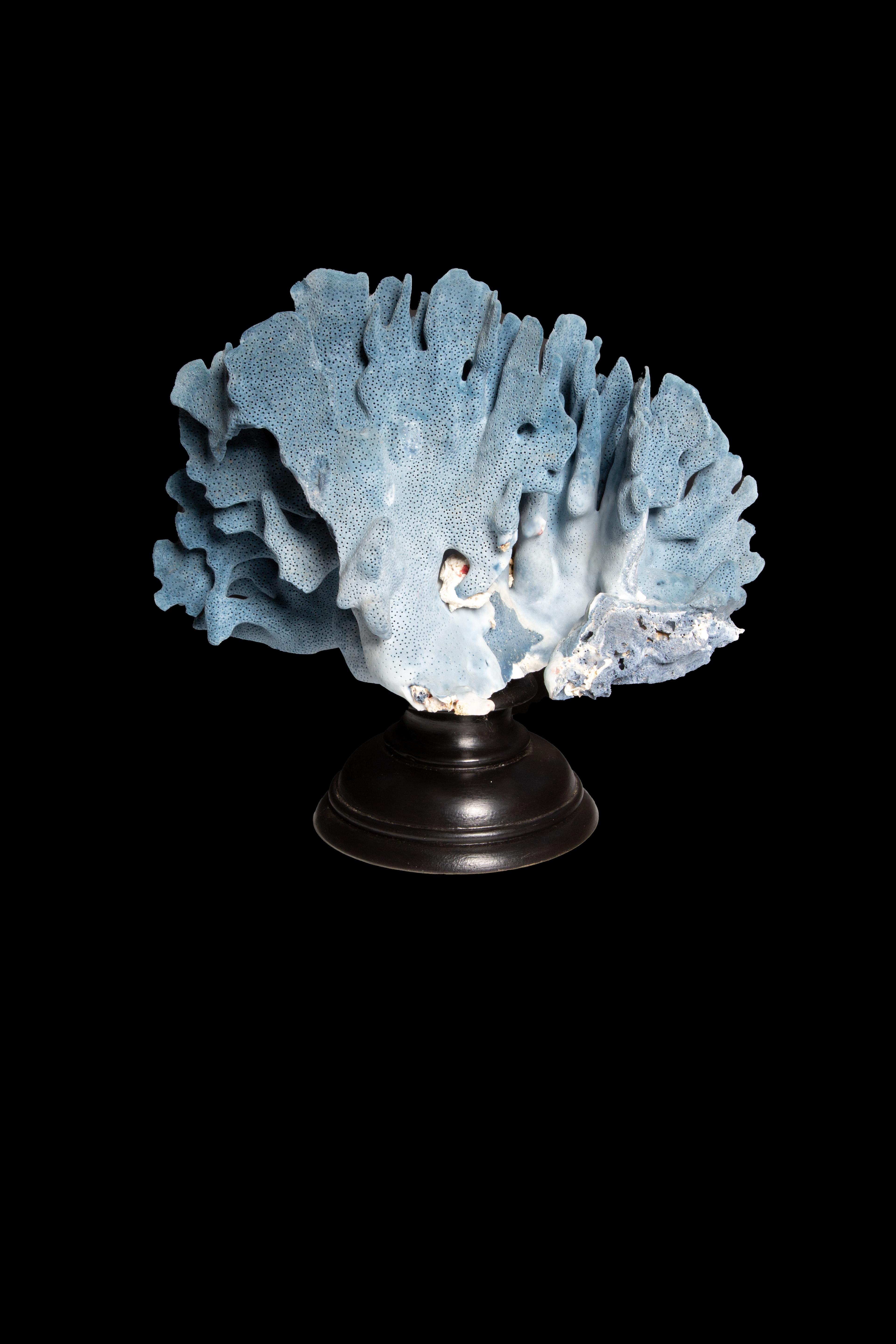 Mounted Blue Coral For Sale at 1stDibs