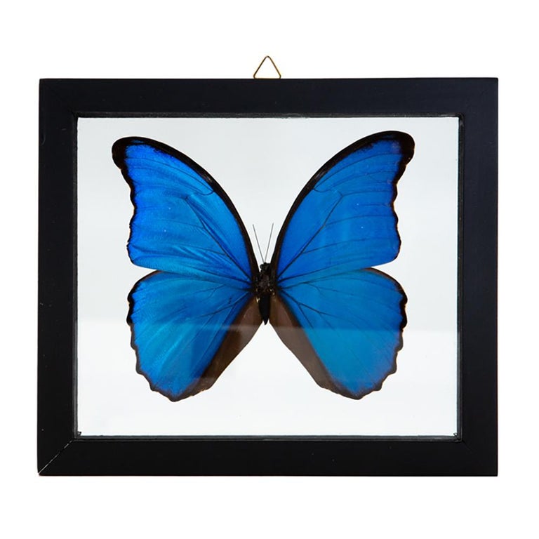 Mounted Blue Morpho Didius at 1stDibs