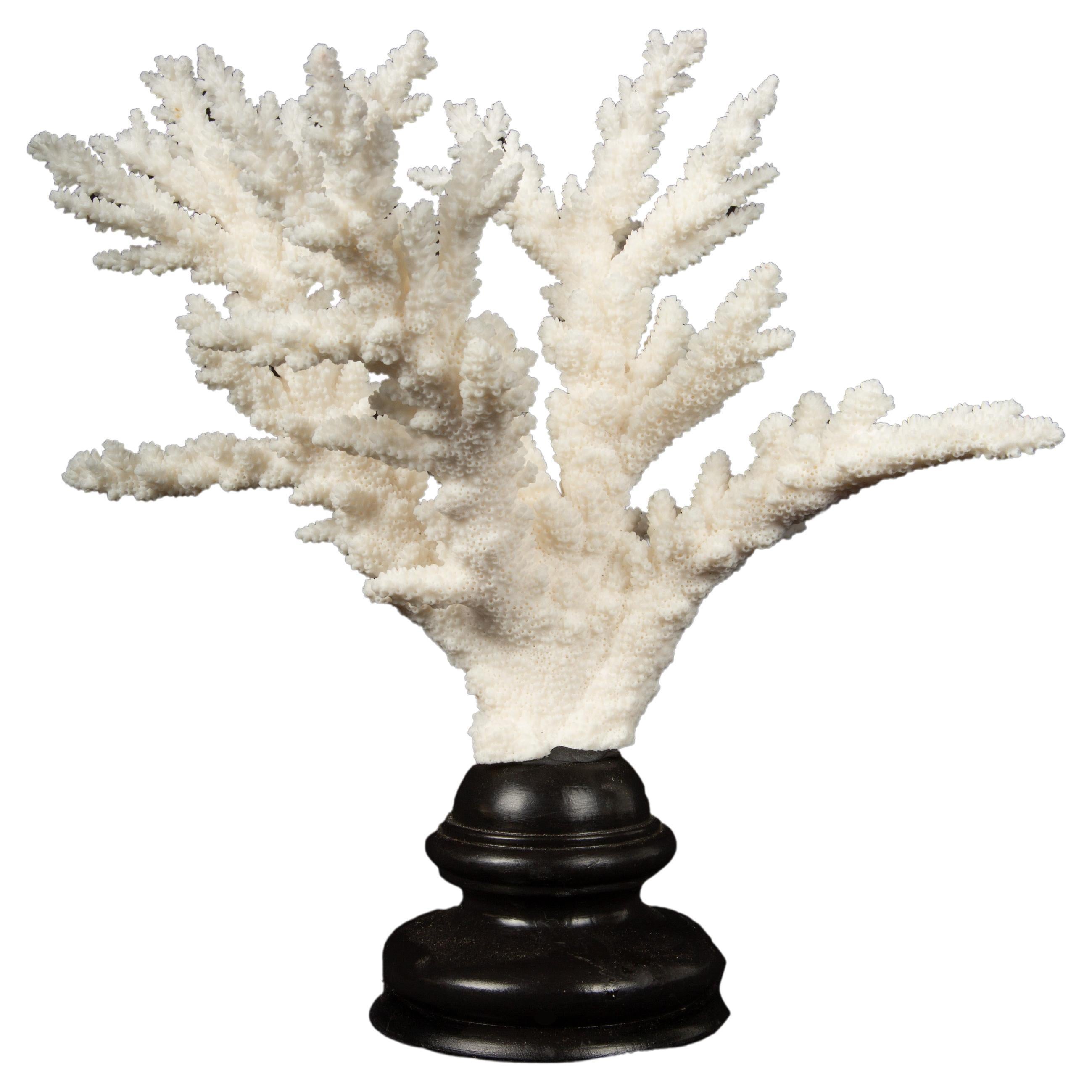 Mounted Table Coral For Sale at 1stDibs