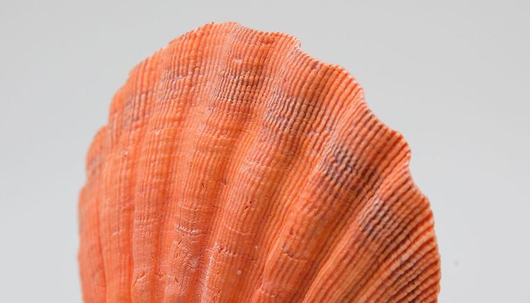 Mounted Coral Color Pecten on Turned Wood Stand at 1stDibs