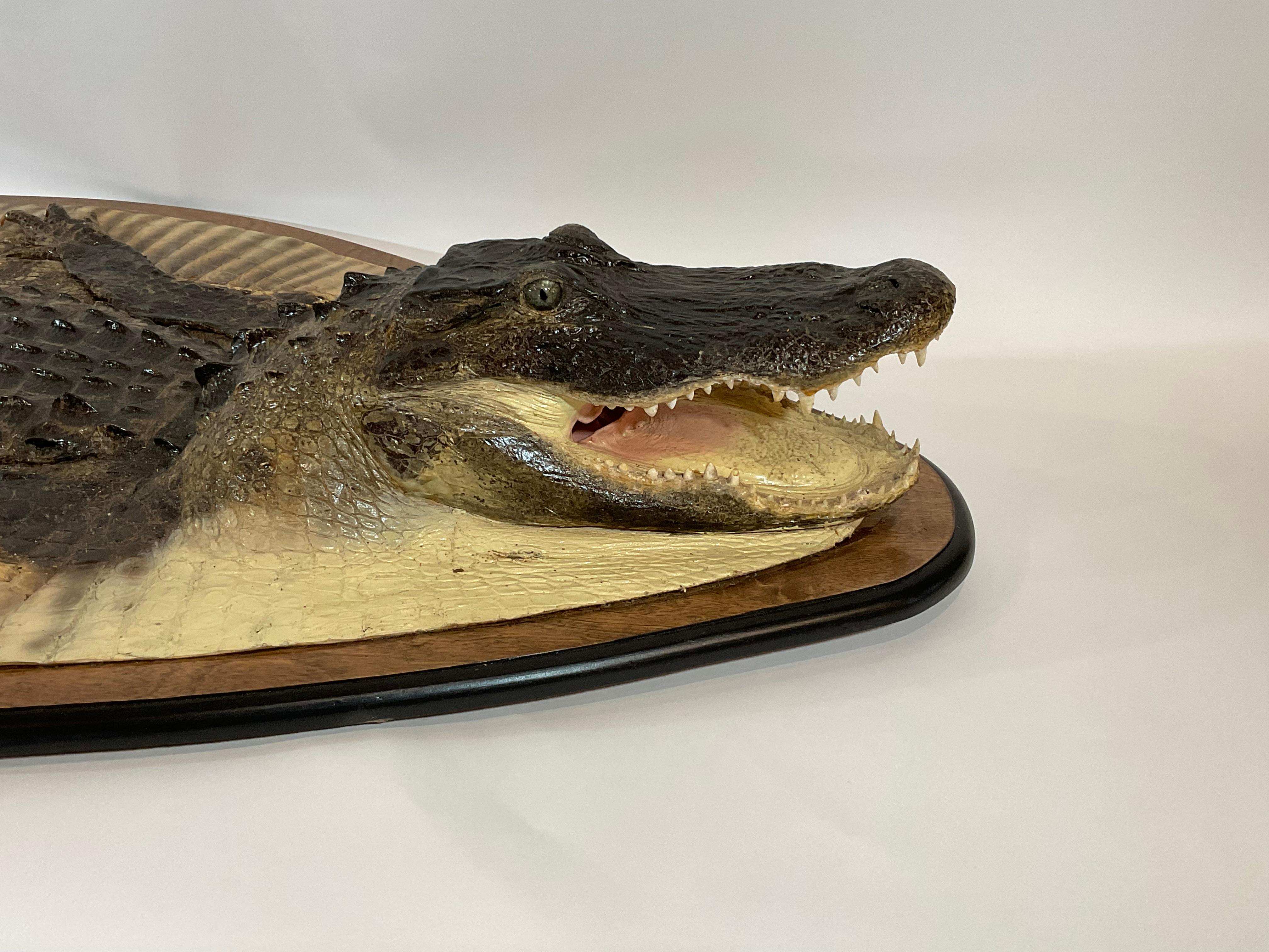 Mounted Crocodile on Board For Sale at 1stDibs