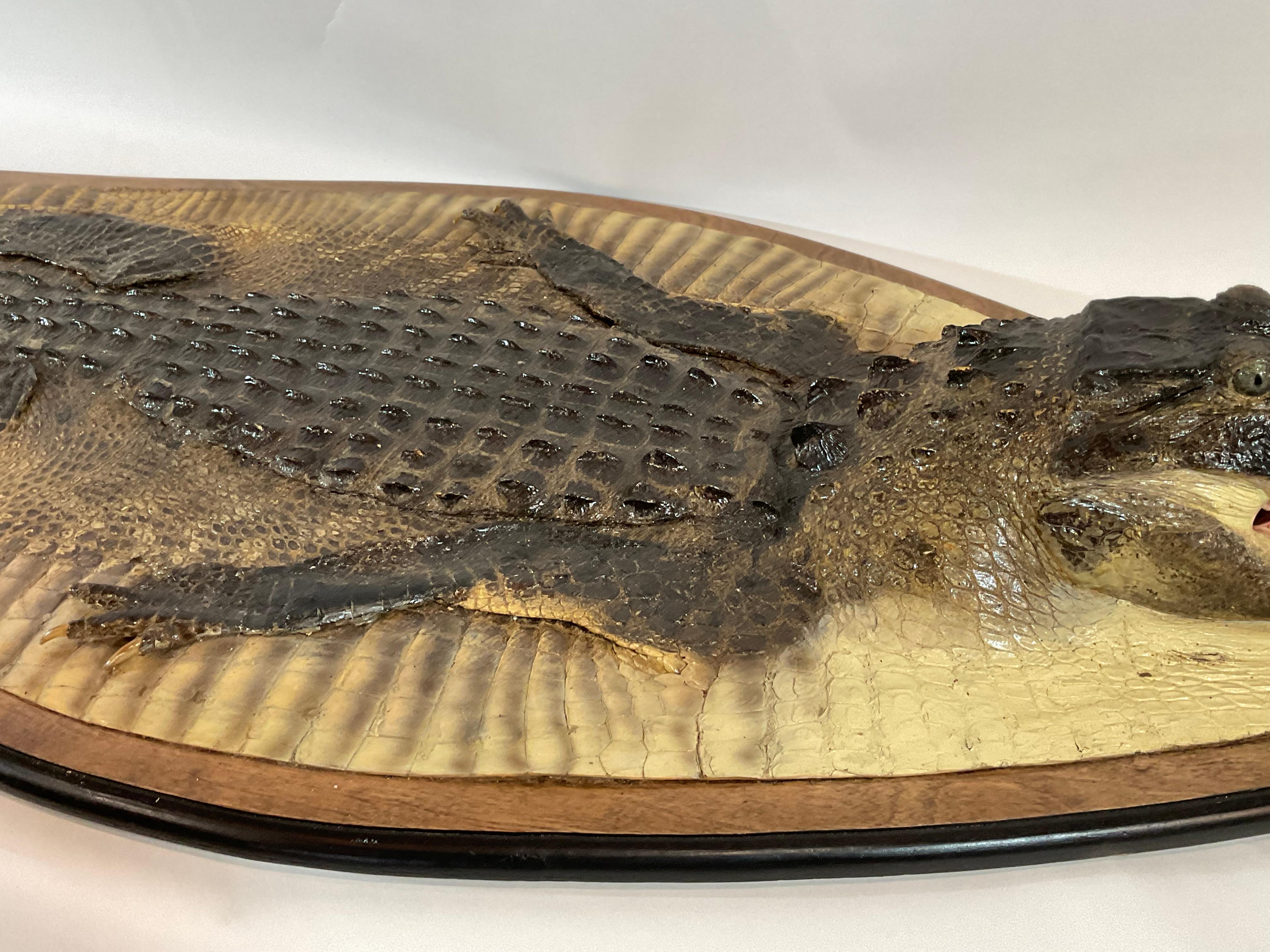 Mounted Crocodile on Board For Sale at 1stDibs