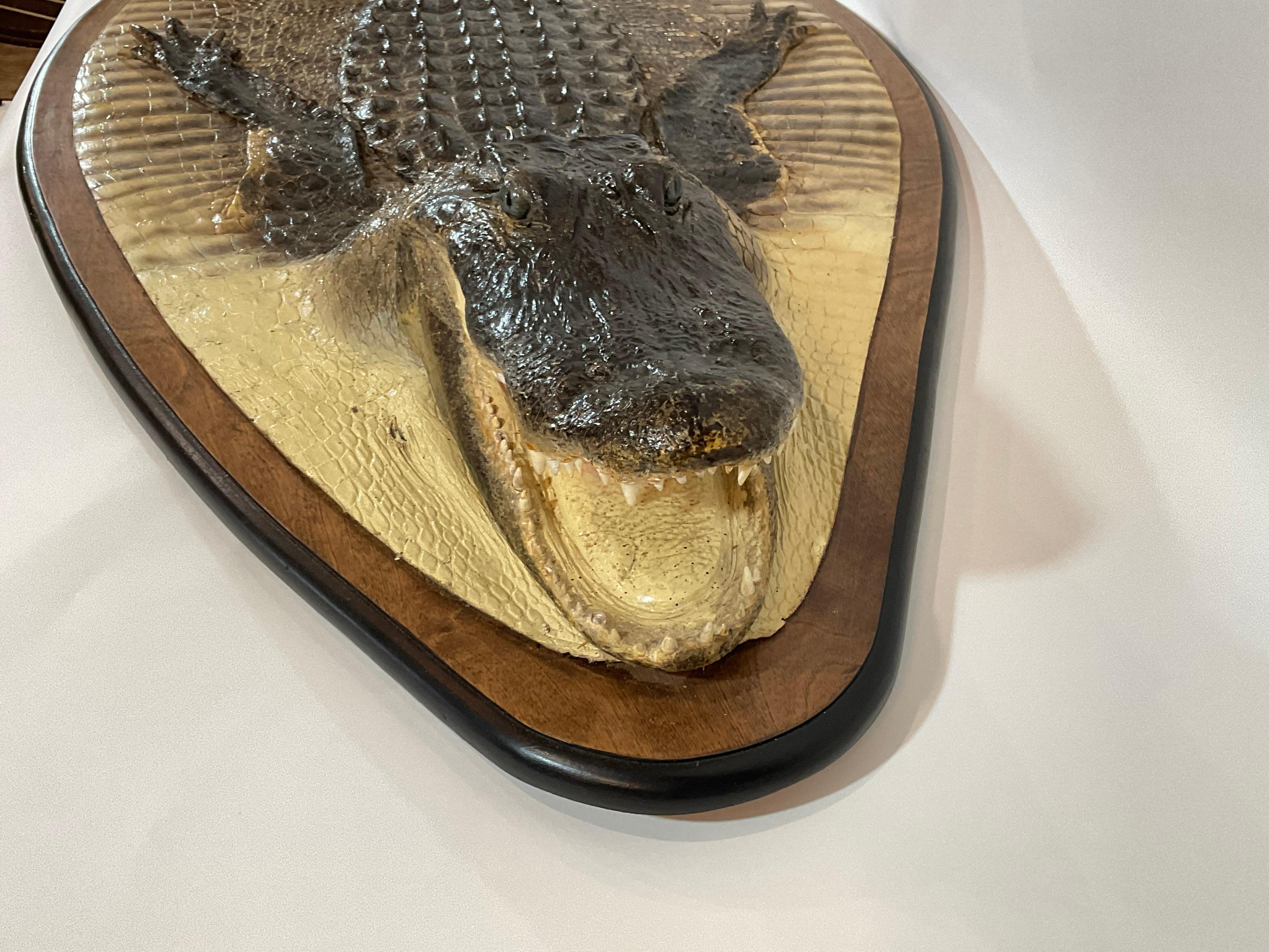 Mounted Crocodile on Board For Sale at 1stDibs
