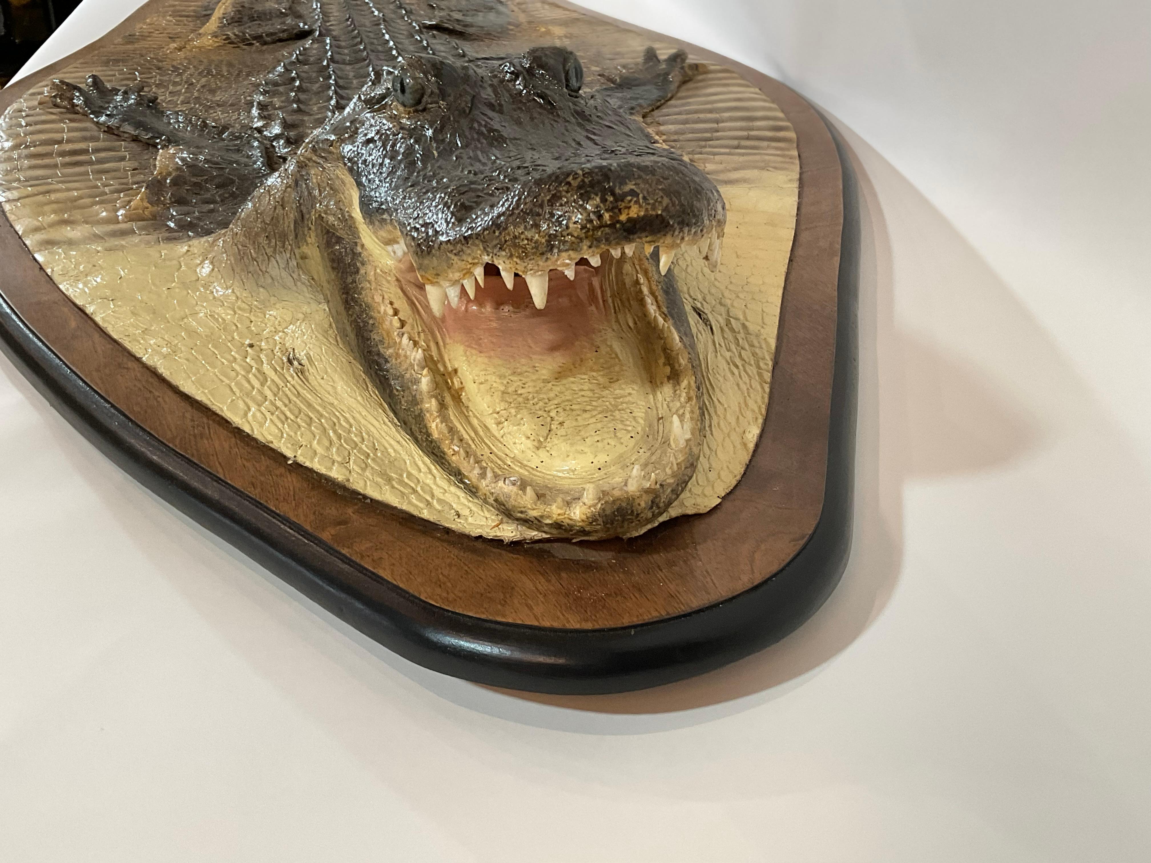Mounted Crocodile on Board For Sale at 1stDibs