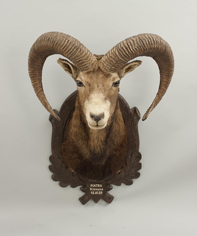 Mounted European Mouflon Ram Taxidermy Shoulder Mount at 1stDibs