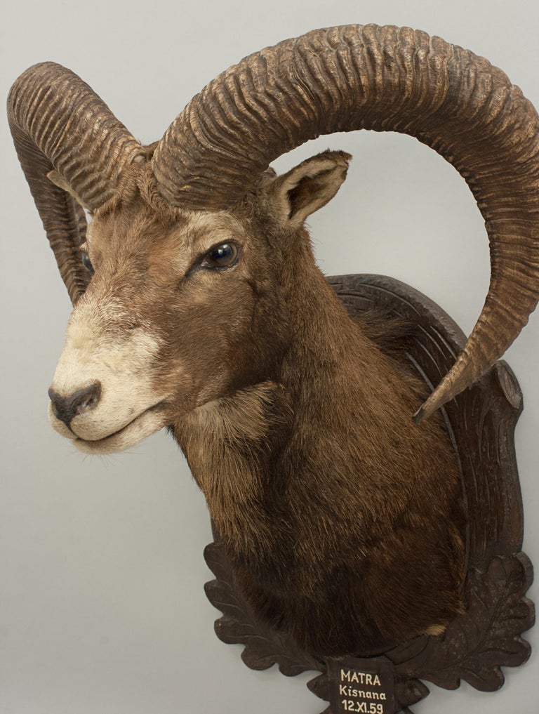 Mounted European Mouflon Ram Taxidermy Shoulder Mount at 1stDibs