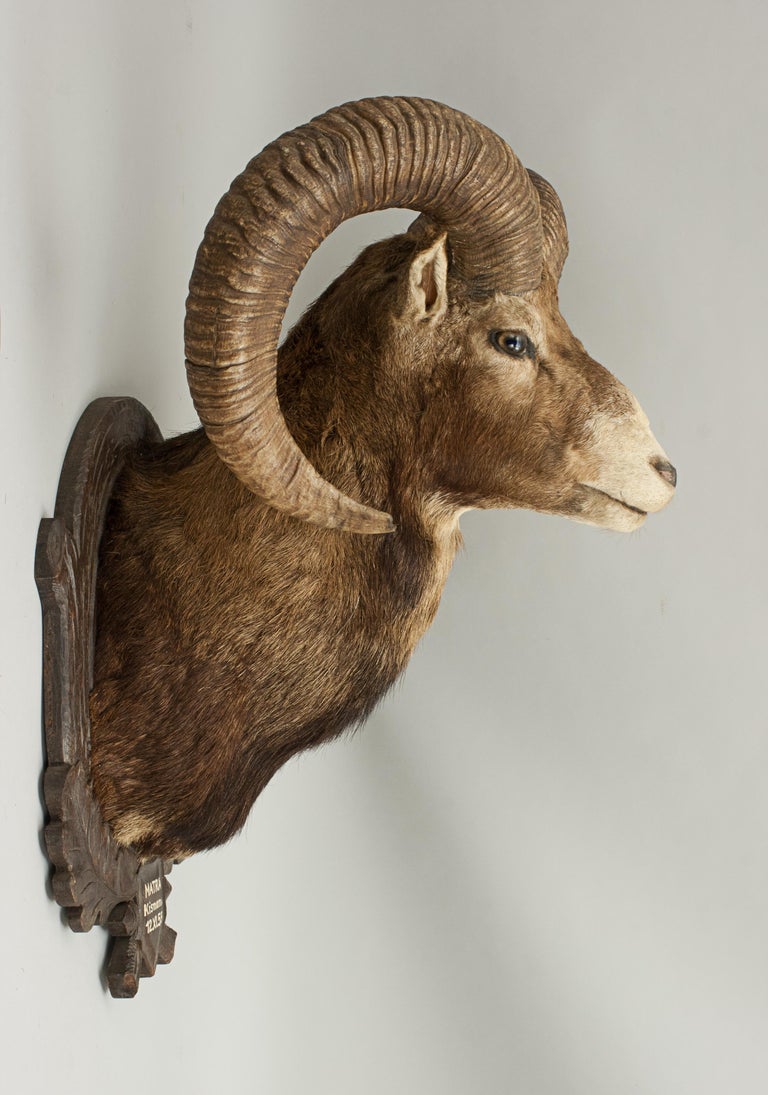 Mounted European Mouflon Ram Taxidermy Shoulder Mount at 1stDibs
