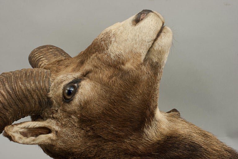 Mounted European Mouflon Ram Taxidermy Shoulder Mount at 1stDibs