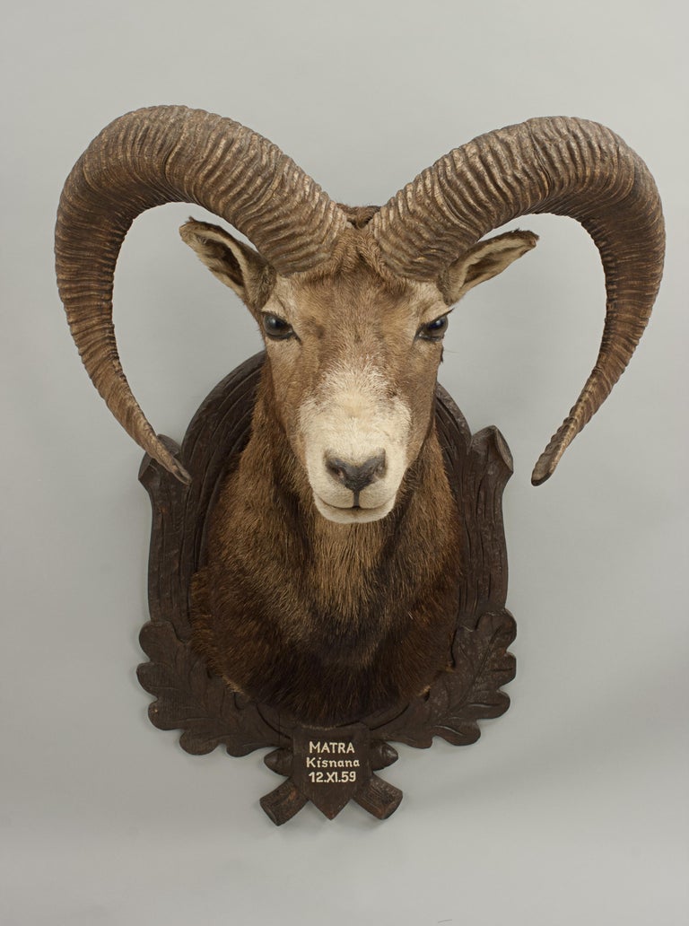 Mounted European Mouflon Ram Taxidermy Shoulder Mount at 1stDibs