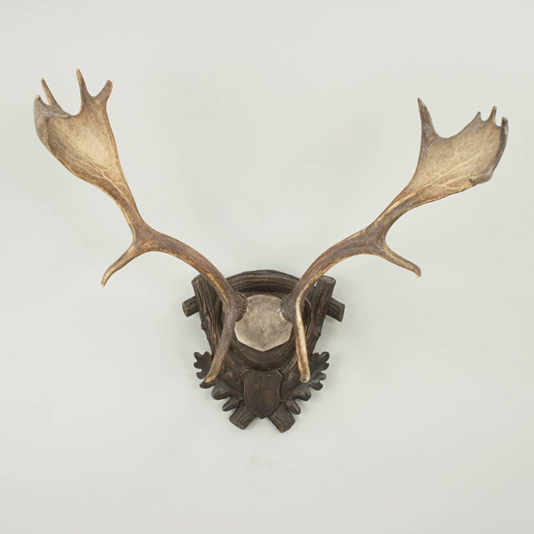 Mounted Fallow Deer Antlers at 1stDibs | fallow deer skull mount ...