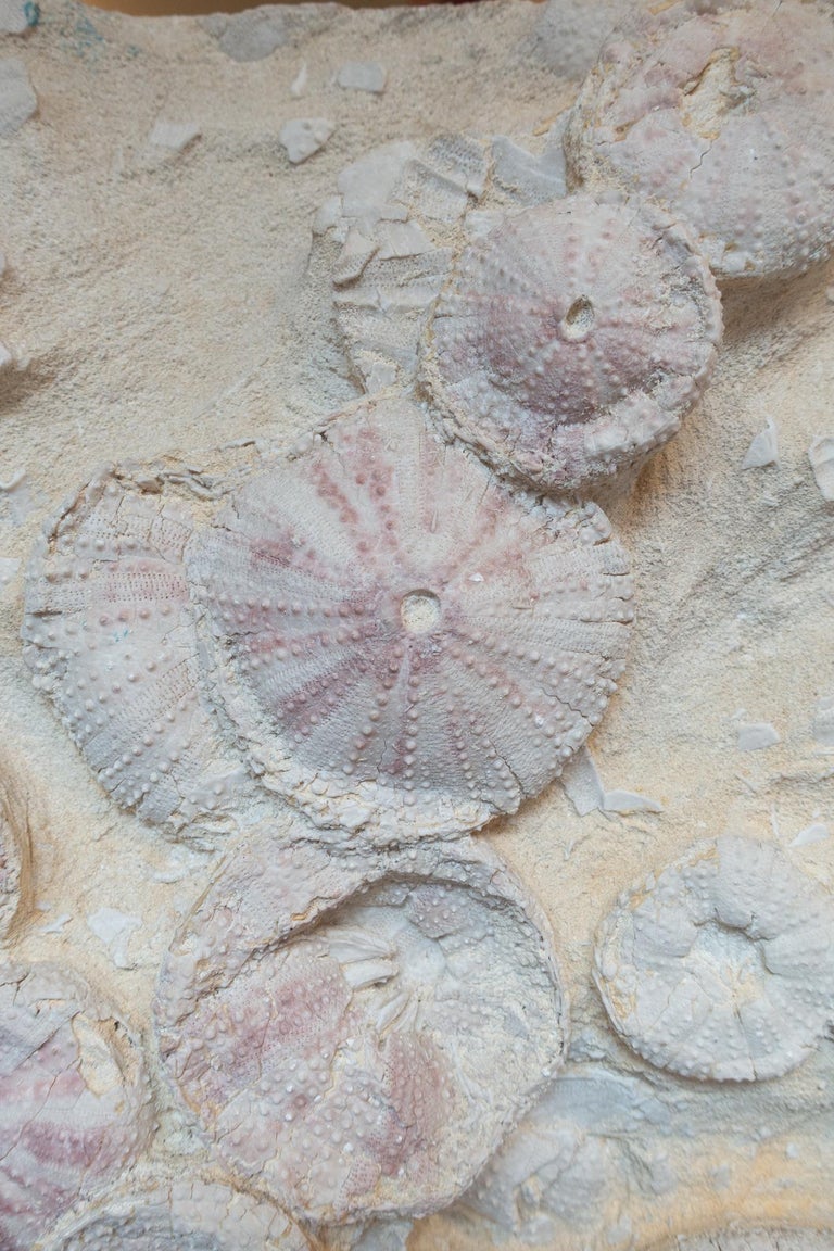 Mounted Miocene Era 18 Million Years Old, Sea Urchin Fossil from ...
