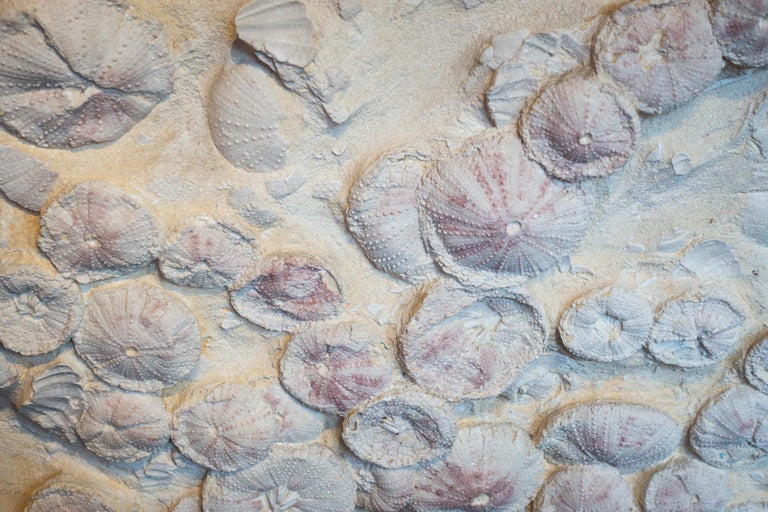 Mounted Miocene Era 18 Million Years Old, Sea Urchin Fossil from ...
