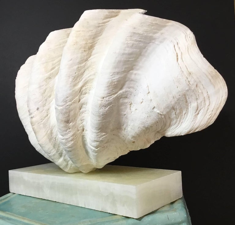 Mounted Natural Clamshell at 1stDibs