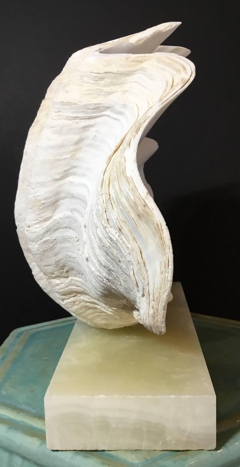 Mounted Natural Clamshell at 1stDibs