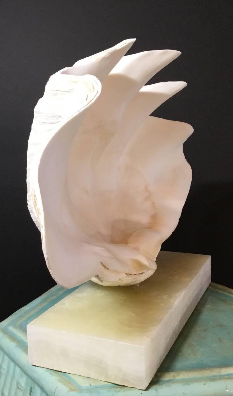 Mounted Natural Clamshell at 1stDibs