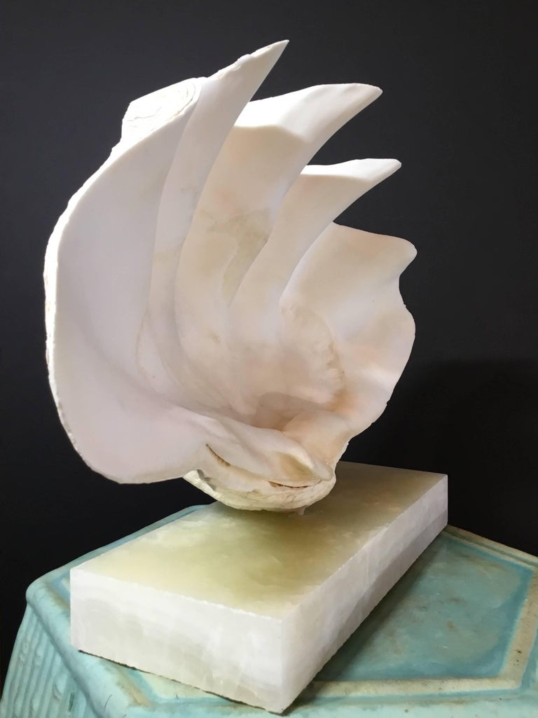 Mounted Natural Clamshell at 1stDibs