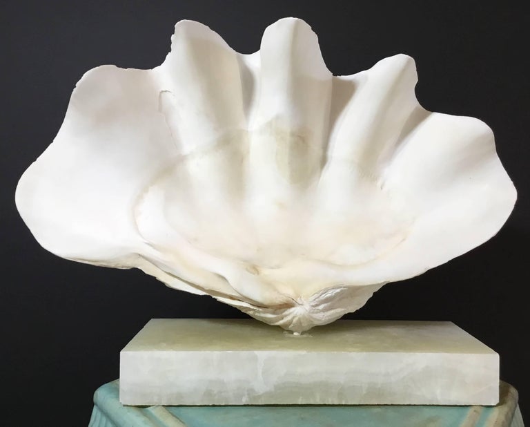 Mounted Natural Clamshell at 1stDibs