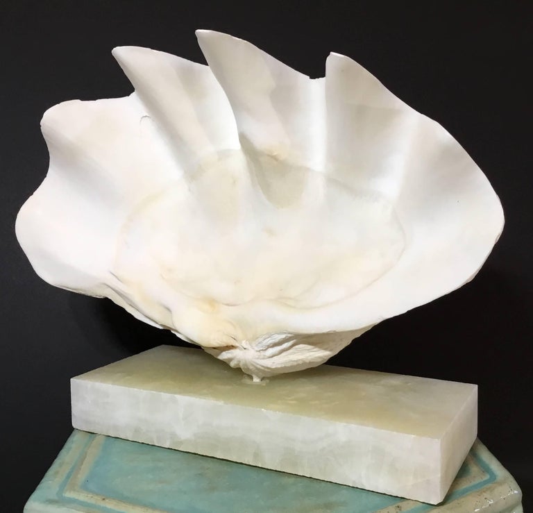 Mounted Natural Clamshell at 1stDibs