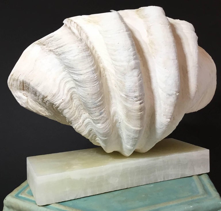 Mounted Natural Clamshell at 1stDibs