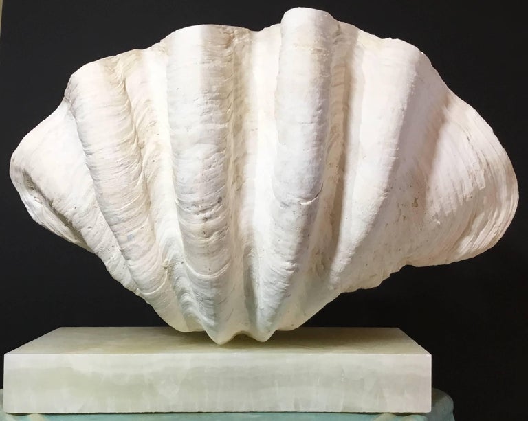 Mounted Natural Clamshell at 1stDibs