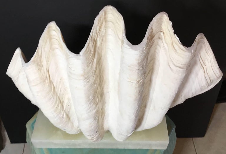 Mounted Natural Clamshell at 1stDibs