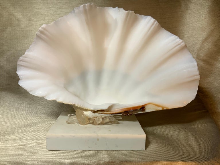 Mounted Natural Clamshell with Crystal Quartz at 1stDibs