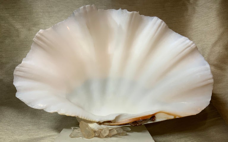Mounted Natural Clamshell with Crystal Quartz at 1stDibs