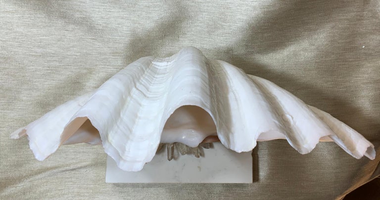 Mounted Natural Clamshell with Crystal Quartz at 1stDibs