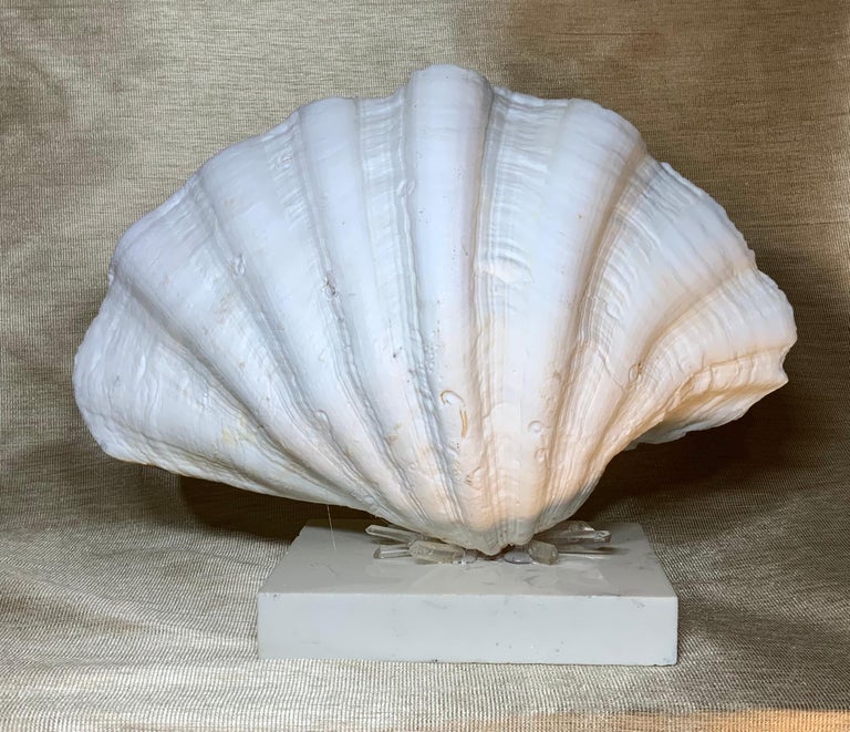 Mounted Natural Clamshell with Crystal Quartz at 1stDibs