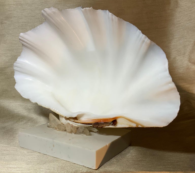 Mounted Natural Clamshell with Crystal Quartz at 1stDibs