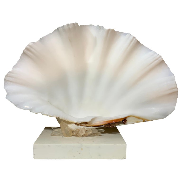 Mounted Natural Clamshell with Crystal Quartz at 1stDibs