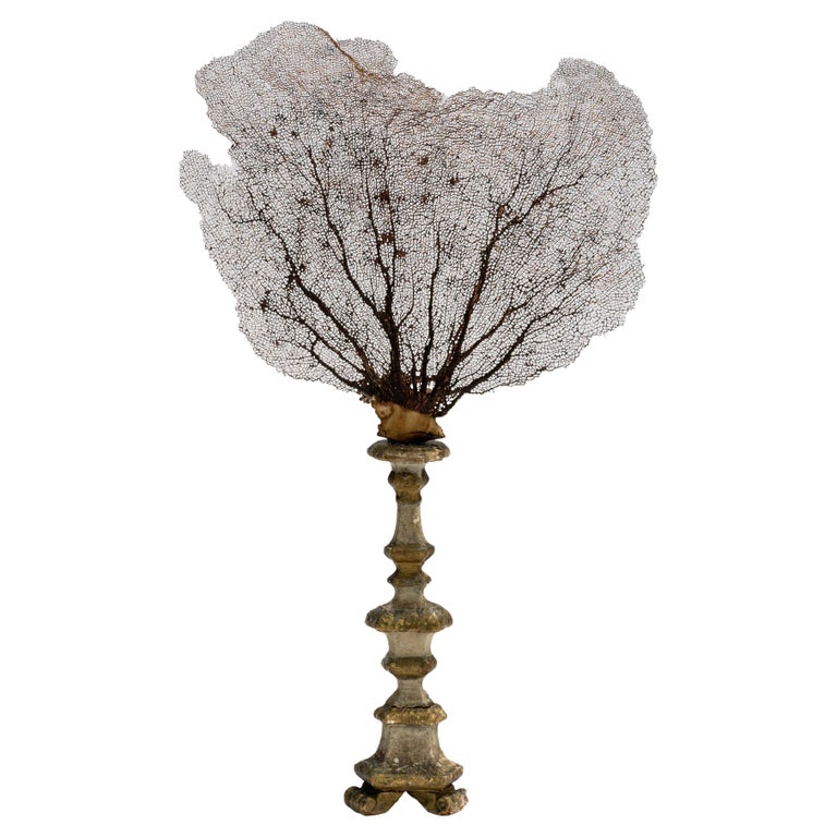 Mounted Brown Sea Fan on 18th Century Italian Ornate Gilded Base at 1stDibs