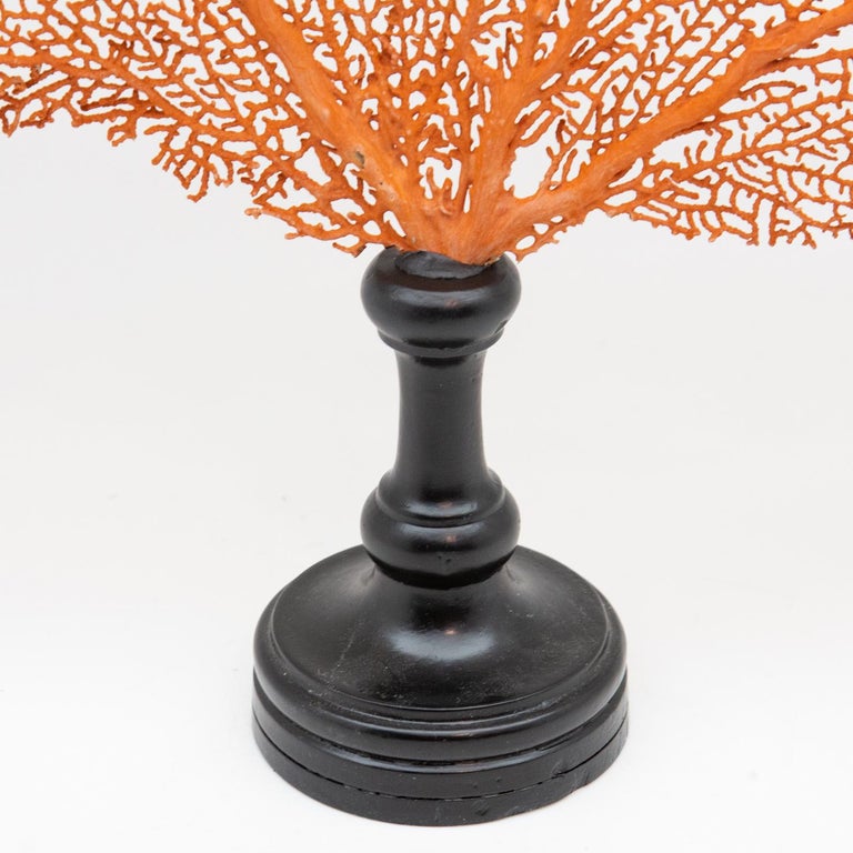 Mounted Red Sea Fan on Black Stand I at 1stDibs