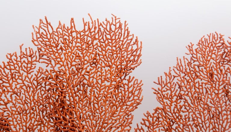 Mounted Red Sea Fan on Black Stand II at 1stDibs