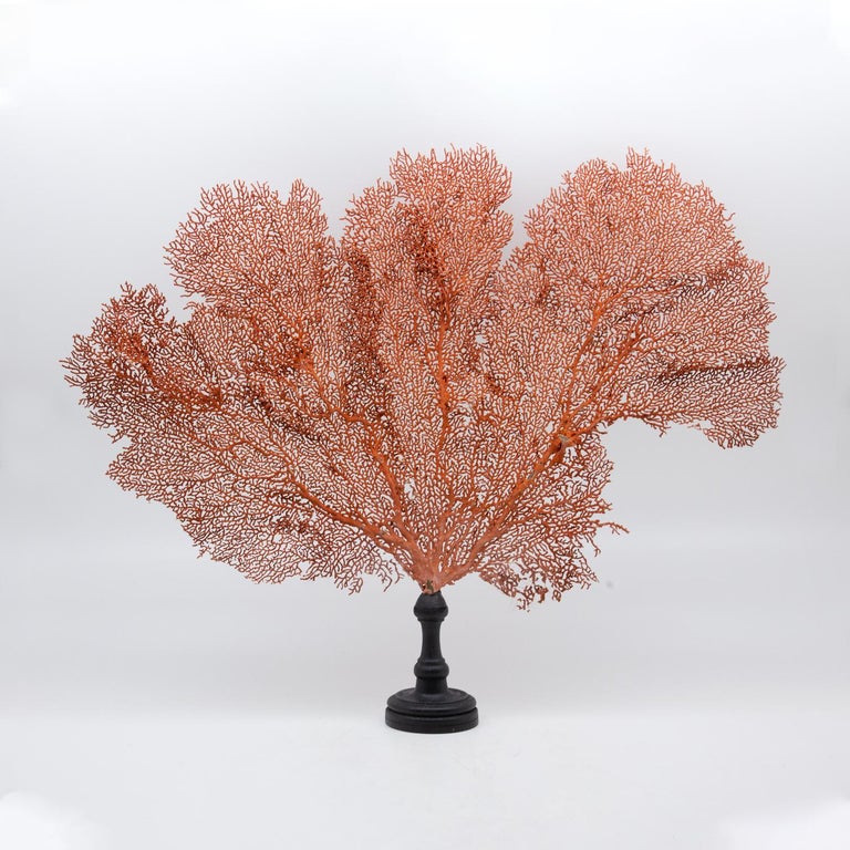 Mounted Red Sea Fan on Black Stand II at 1stDibs