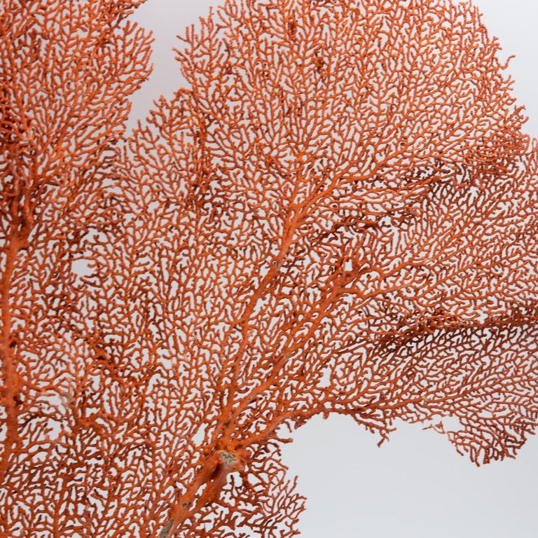 Mounted Red Sea Fan on Black Stand II at 1stDibs