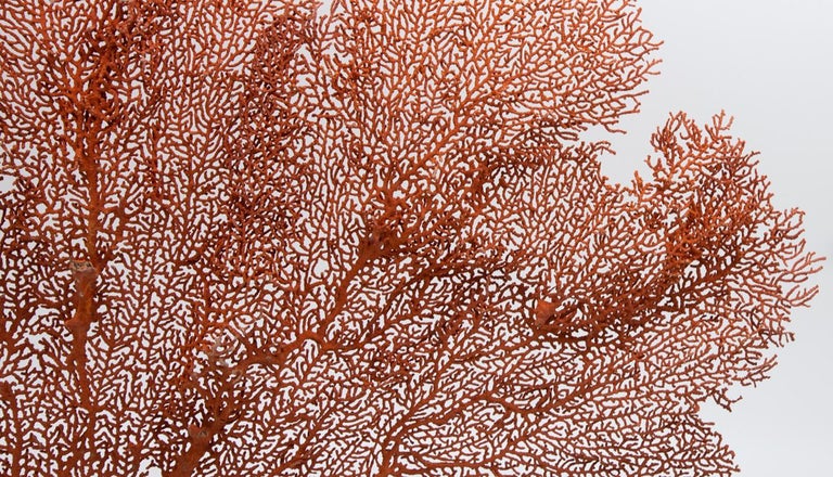 Mounted Red Sea Fan on Black Stand II at 1stDibs