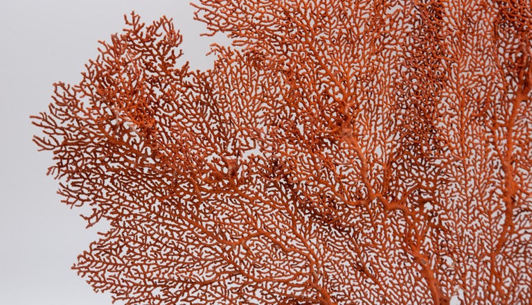 Mounted Red Sea Fan on Black Stand II at 1stDibs