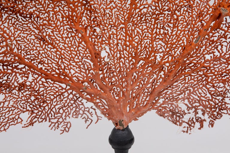 Mounted Red Sea Fan on Black Stand II at 1stDibs