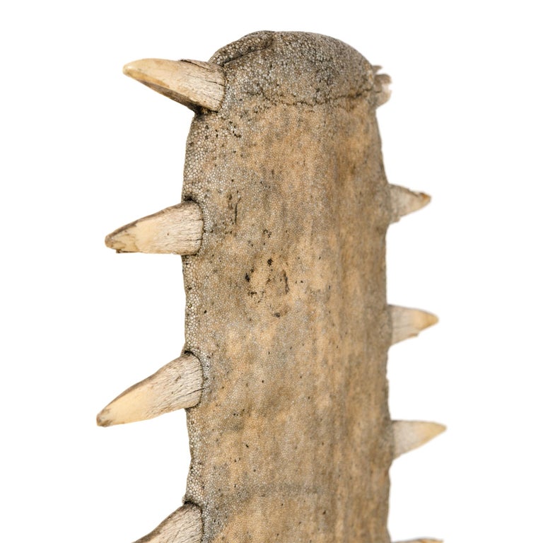 Mounted Sawfish Bill at 1stDibs