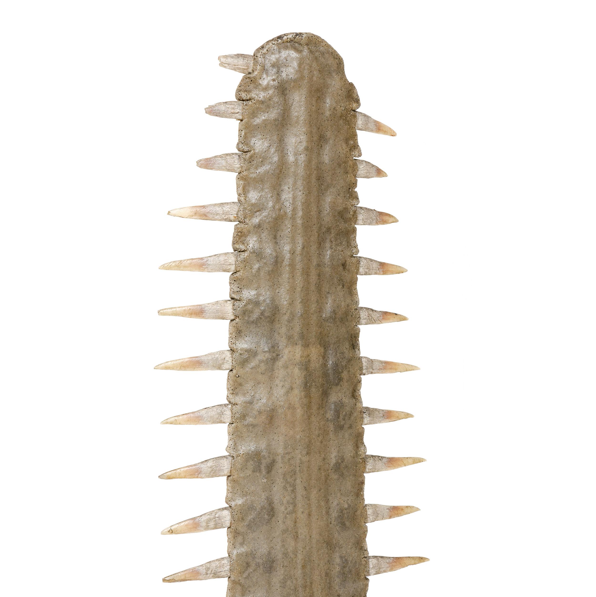 Mounted Sawfish Bill at 1stDibs | sawfish bill for sale