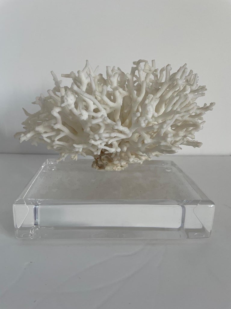 Mounted Sea Coral Sculpture For Sale at 1stDibs