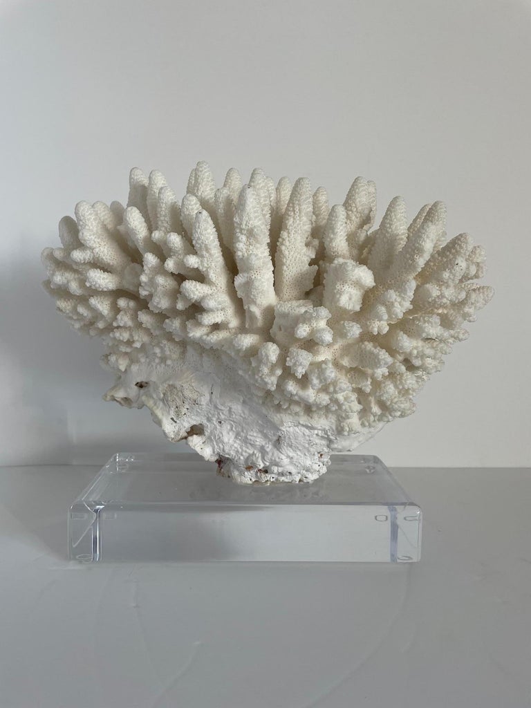 Mounted Sea Coral Sculpture For Sale at 1stDibs